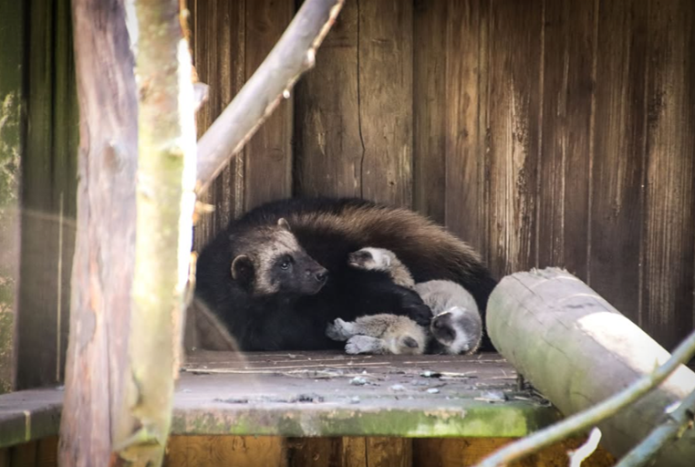 Two baby wolverines born at Dudley Zoo for the first time