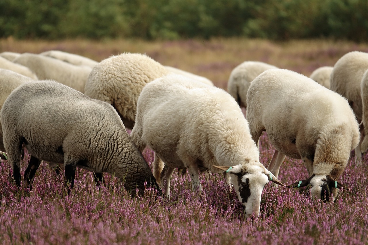 Bird flu detected in a sheep in Yorkshire