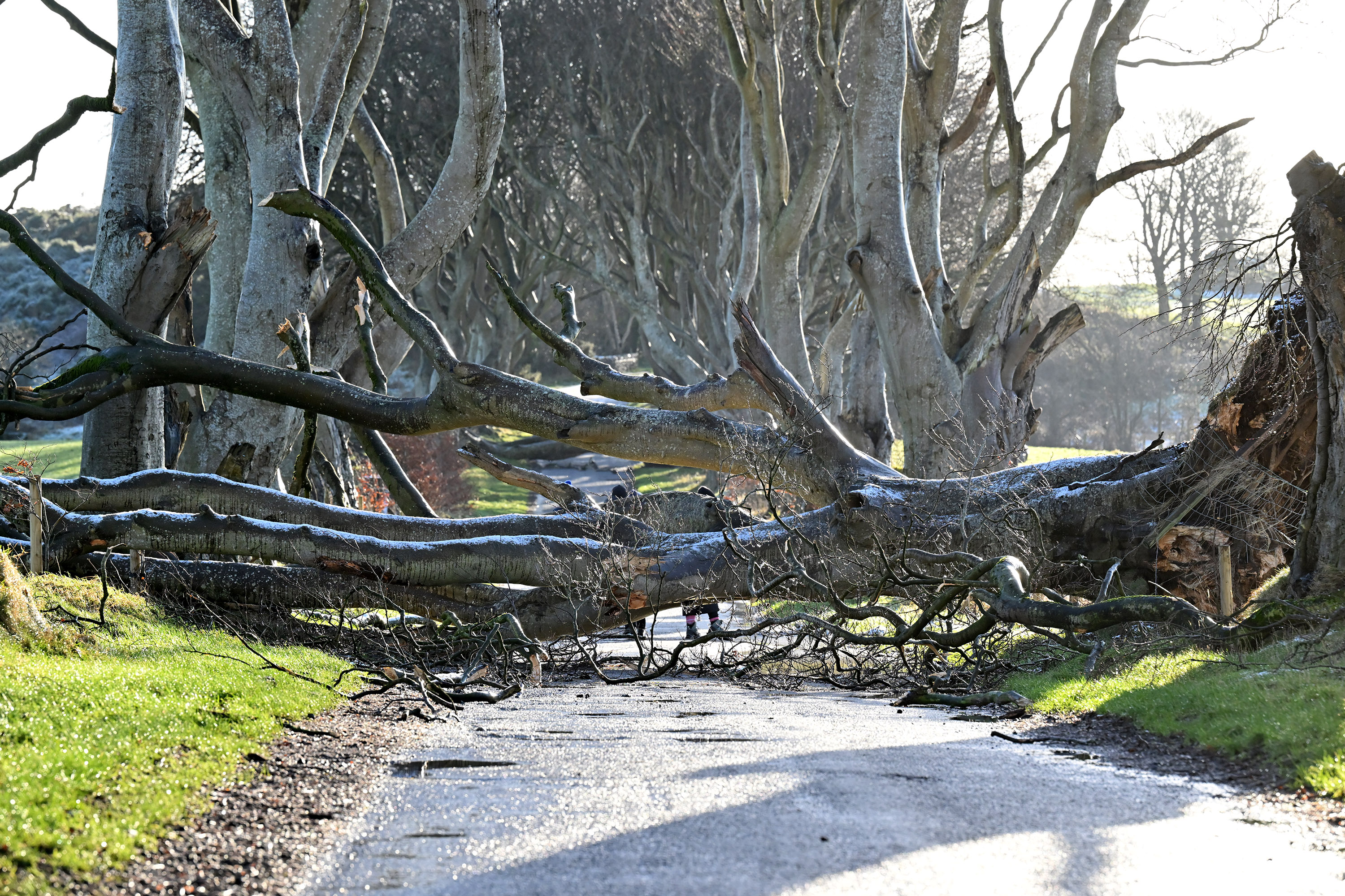 Northern Ireland's dark hedges nearing end of natural lives