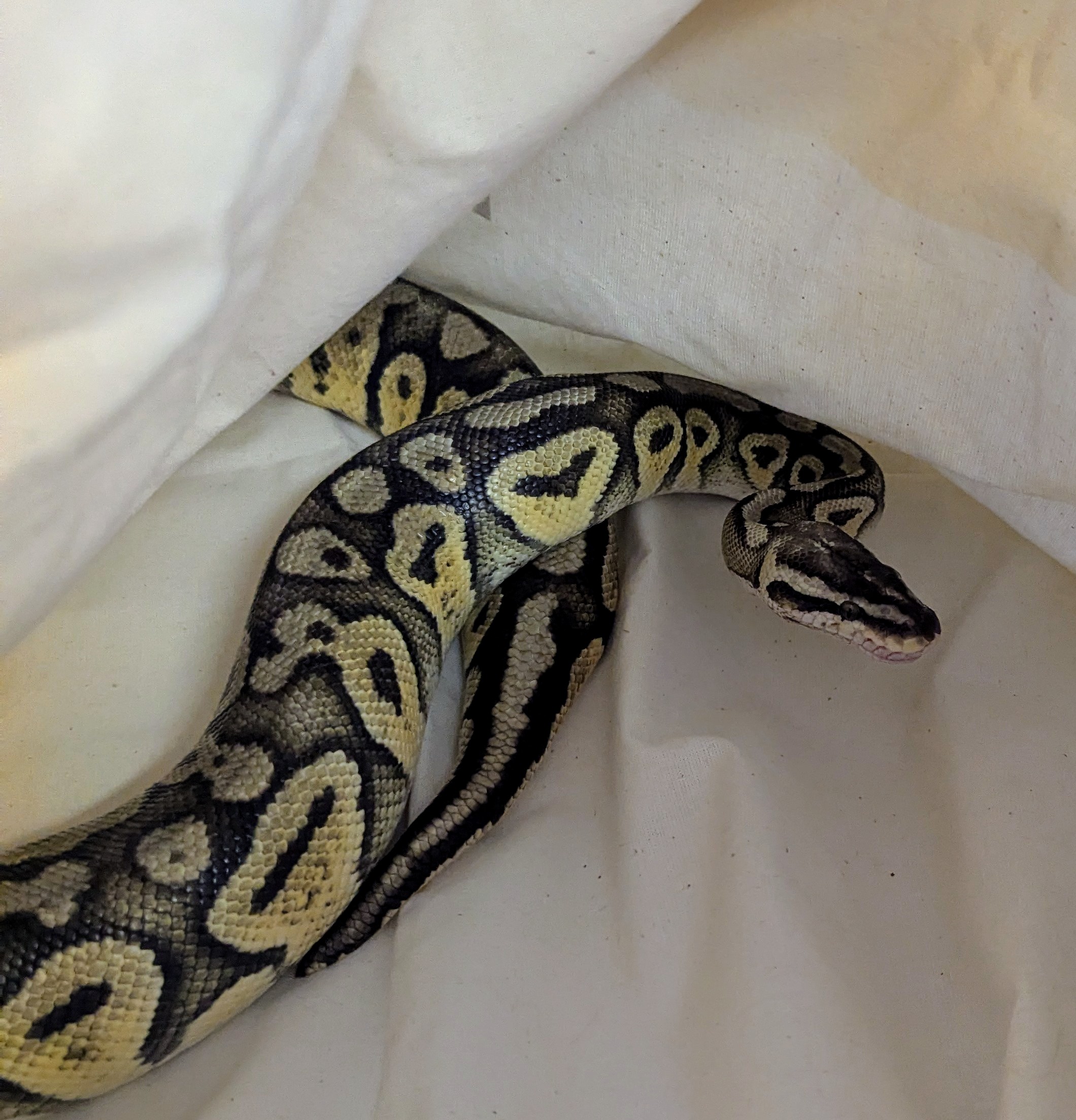 Four foot python found in field near Bridport