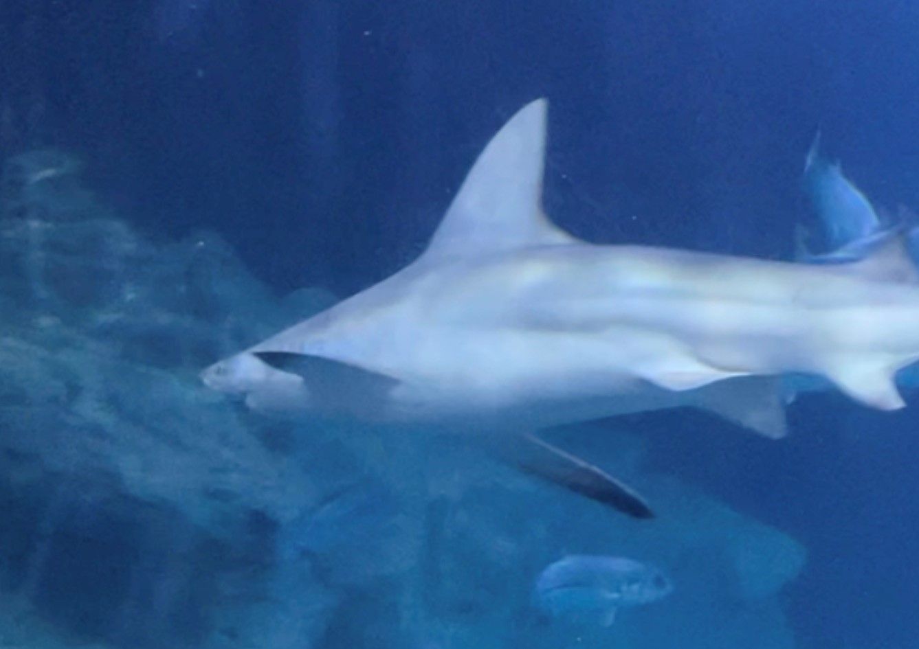 Cast of play about Jaws invited to spend time in the tank with real ...