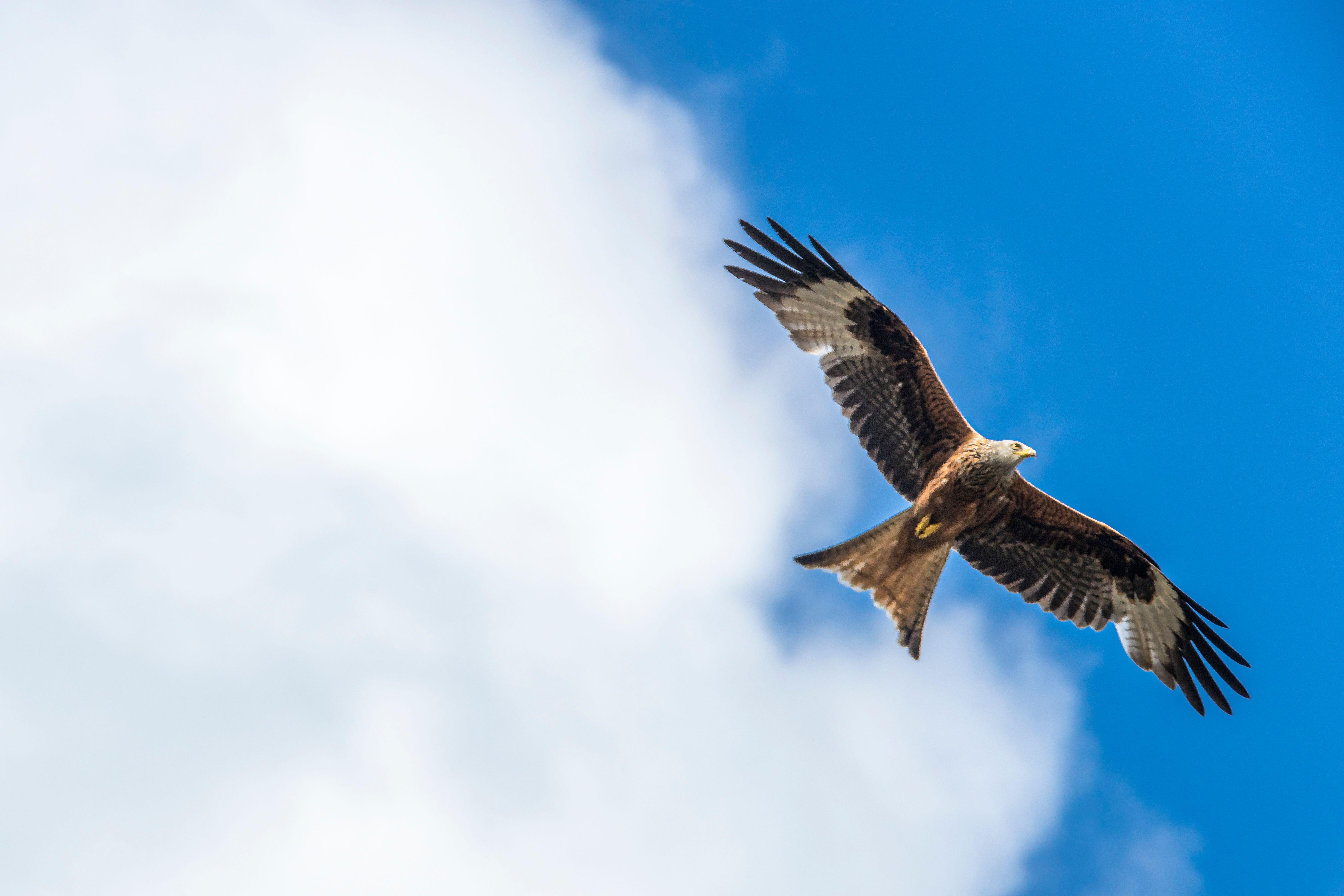 Hertfordshire pensioner delighted after hawk that attacked him is ...