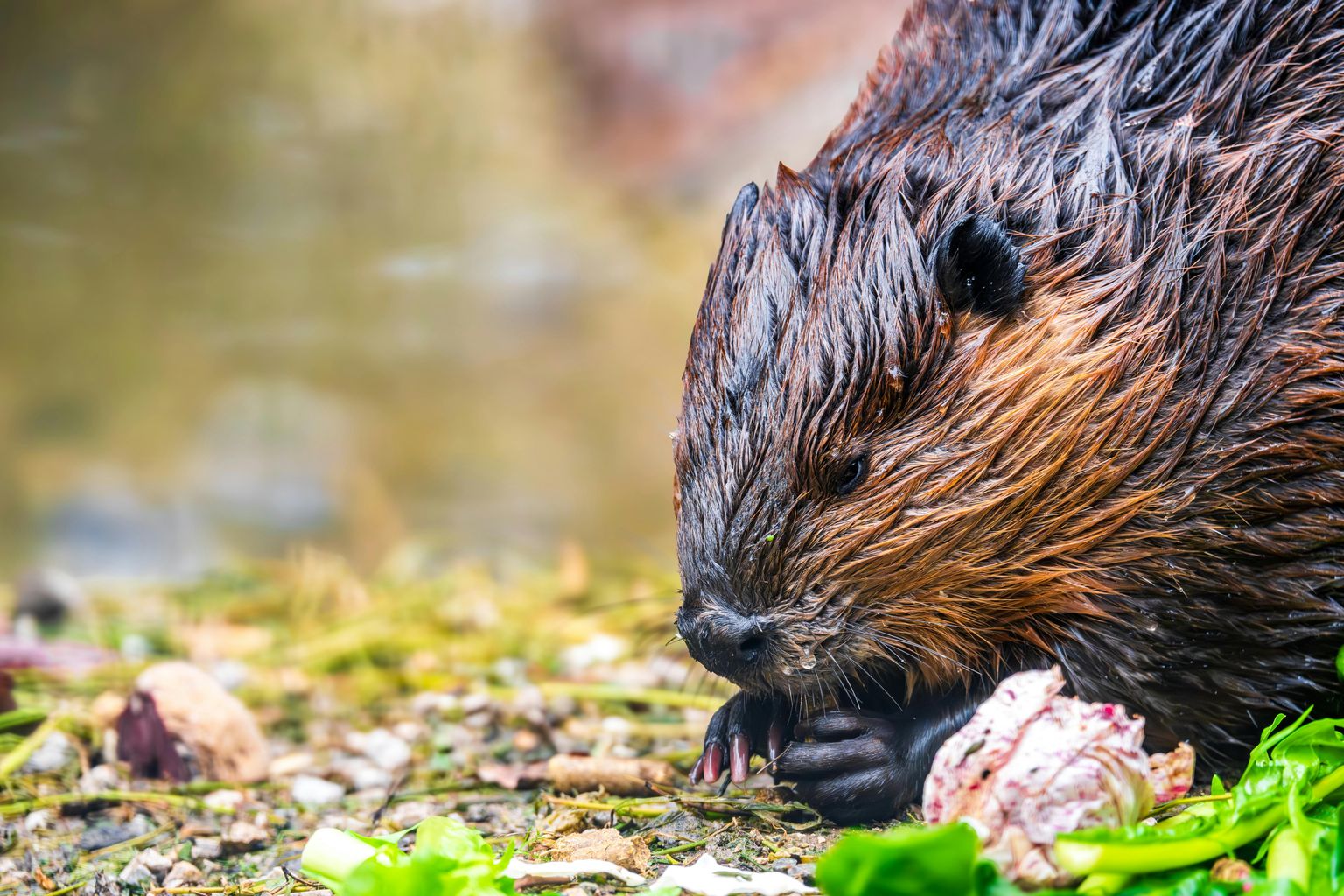 Beaver spotted beside River Tamar dies, reports say