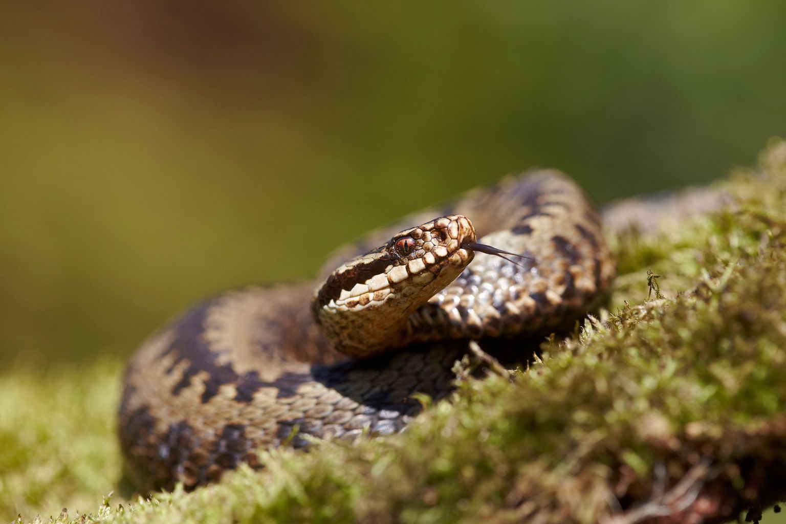 Galloway Vets warns dog walkers about the dangers of adder snakes