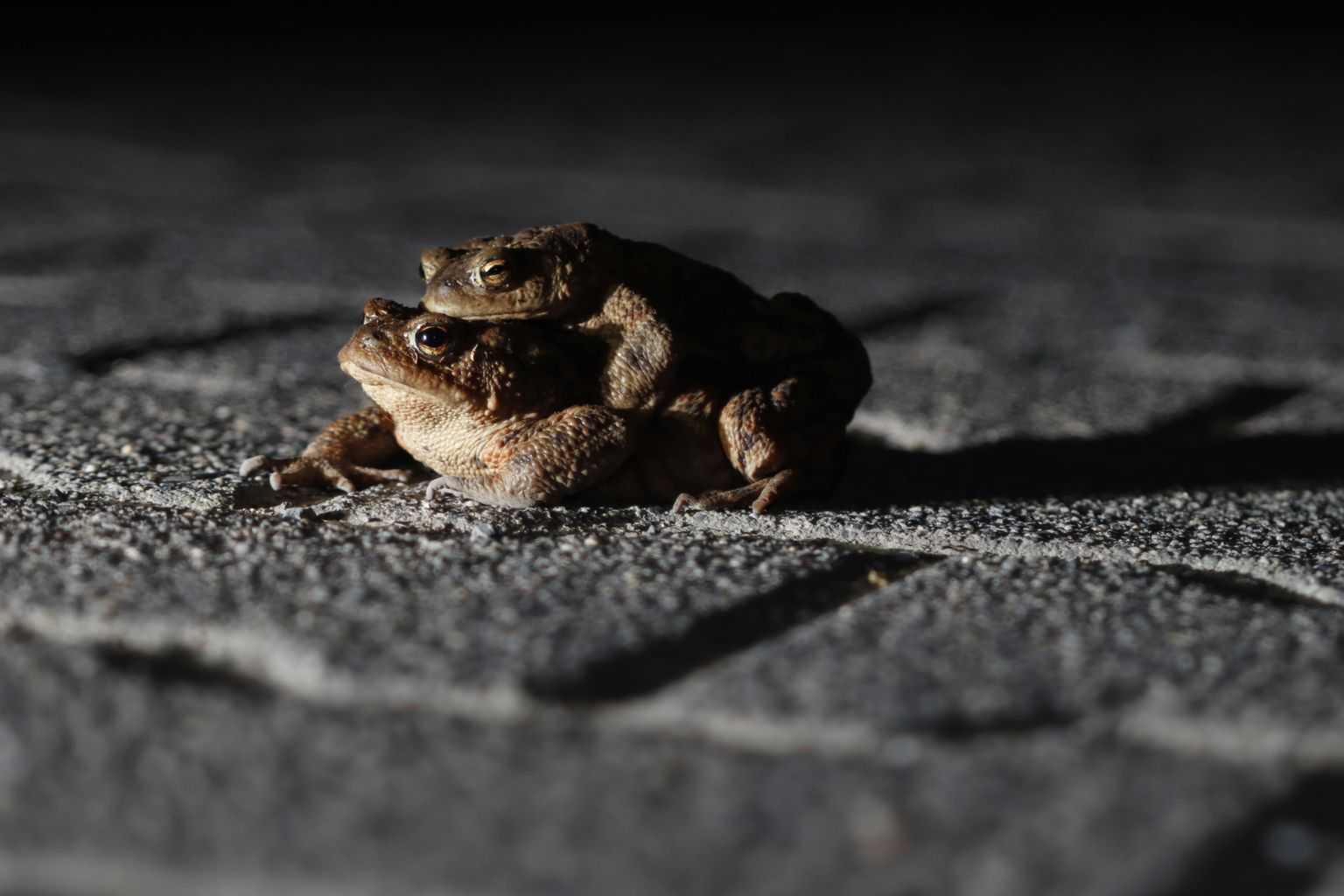 Toad patrollers help 50,000 amphibians cross the road