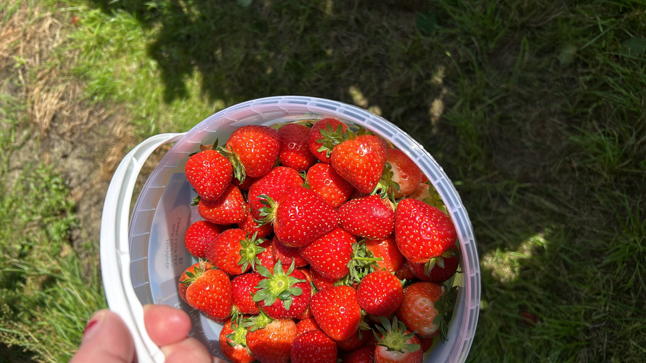Fine weather's led to an Easter strawberry boom in the UK