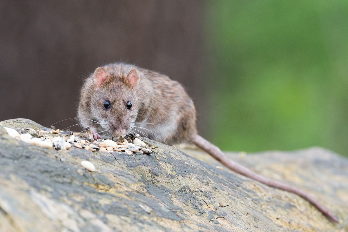 Tunbridge Wells sees 73% increase in rat and mice call outs - fourth ...