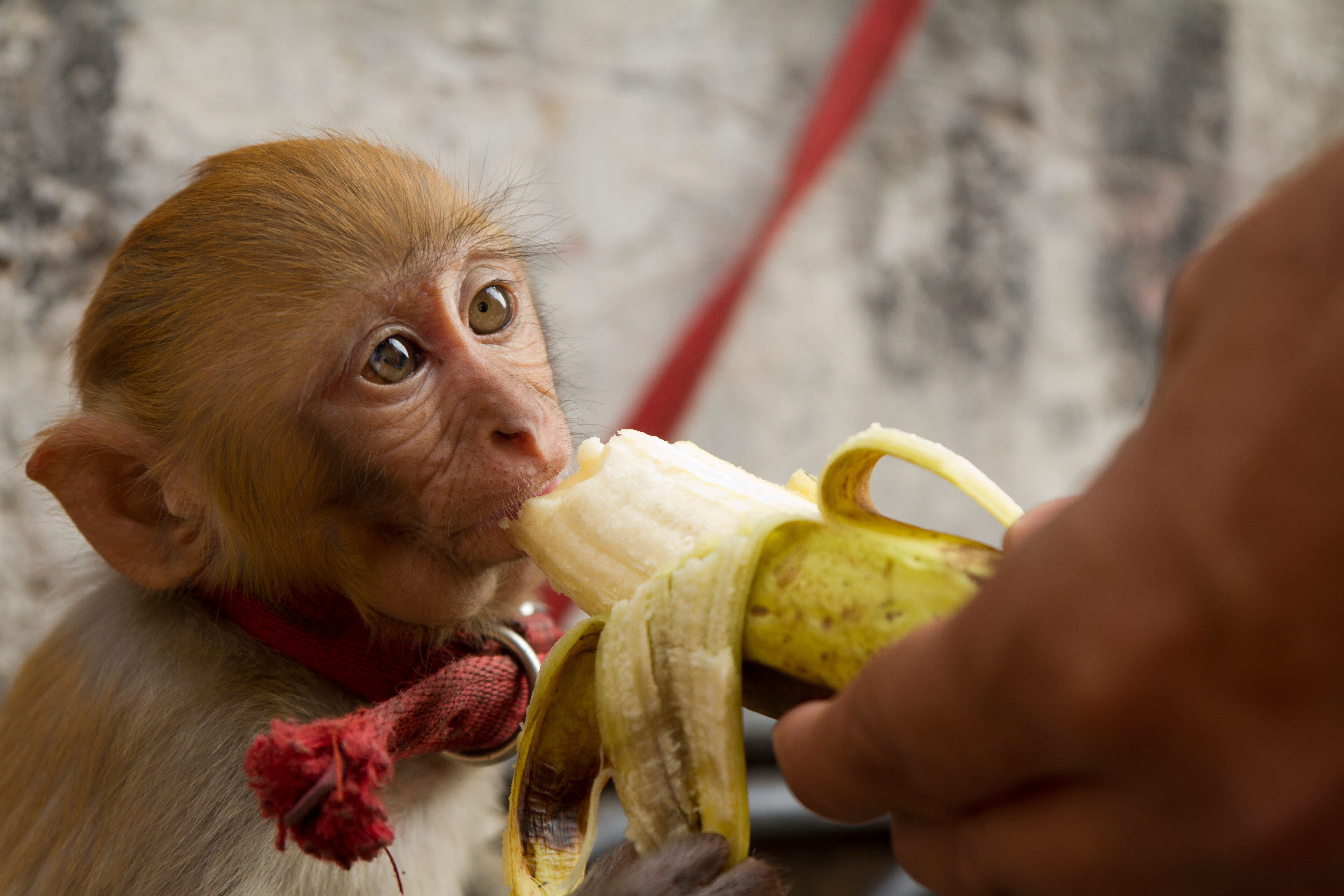 Dorset's Monkey World back calls for tighter rules on primates as pets