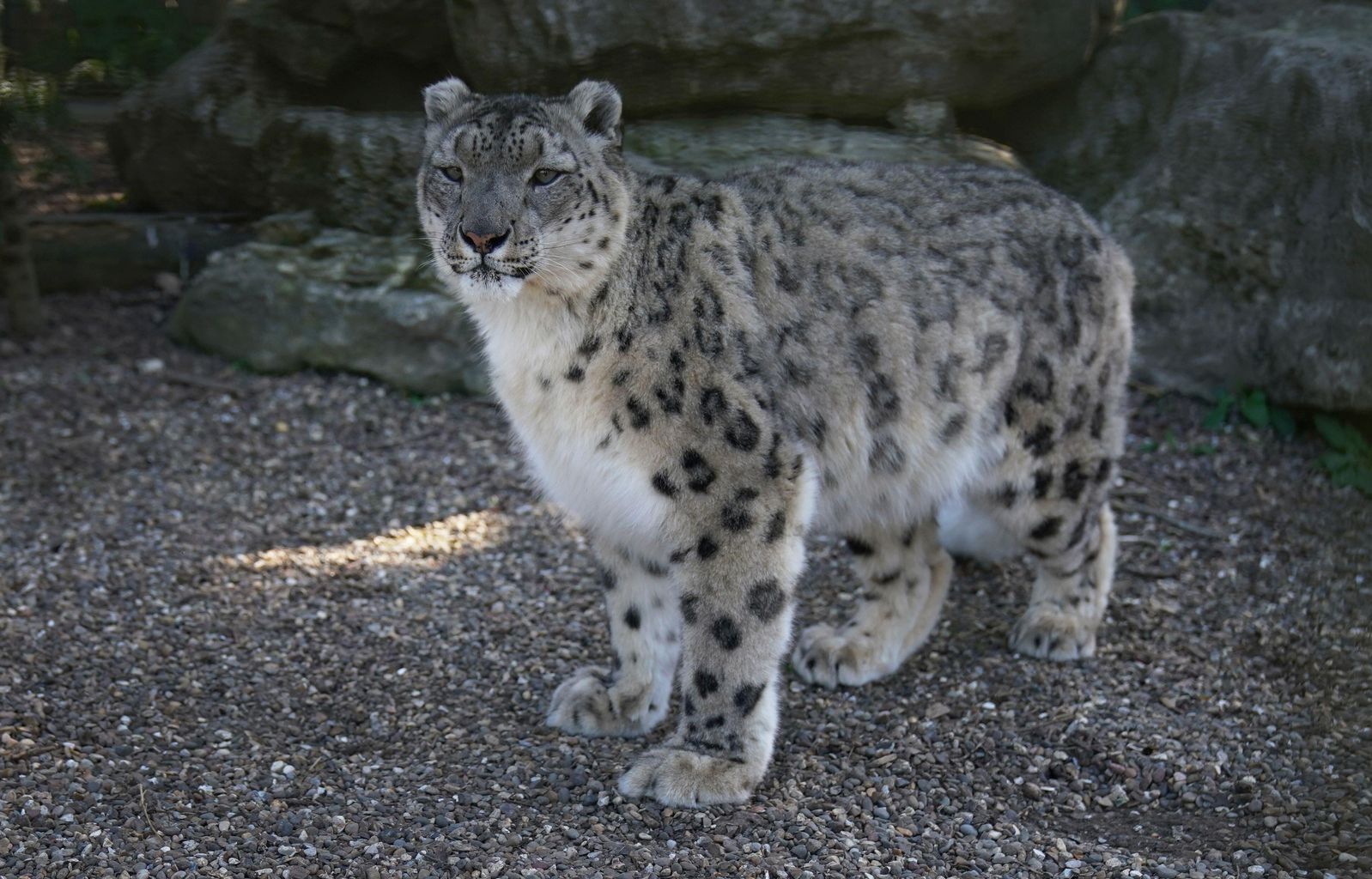 Snow leopard's 4th pregnancy confirmed at Kent's Big Cat Sanctuary