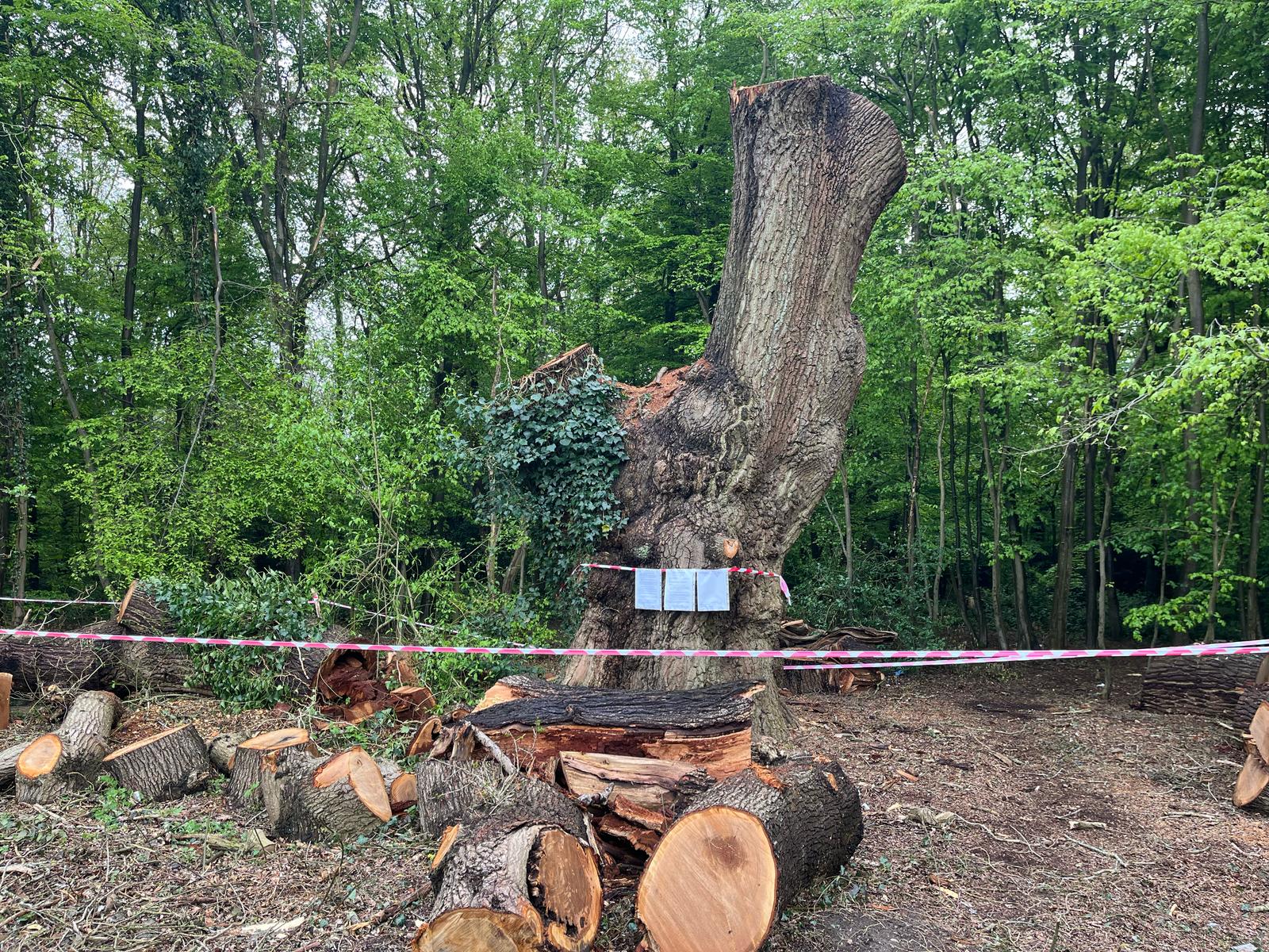 400-year-old oak tree felled in North London park | News - Greatest ...