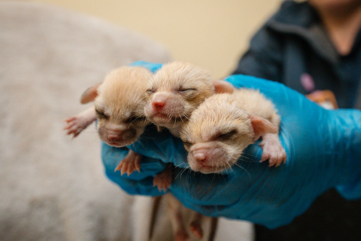 Longleat Fennec Fox kits 'doing well' say keepers hand-rearing newborns