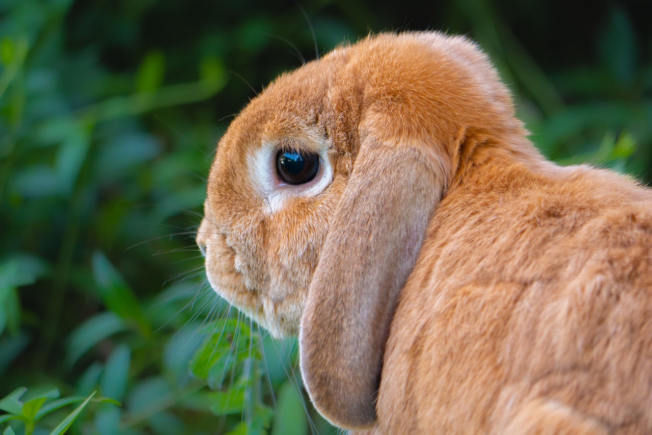 West Midlands charity urging for tougher breeding laws on pet rabbits ...