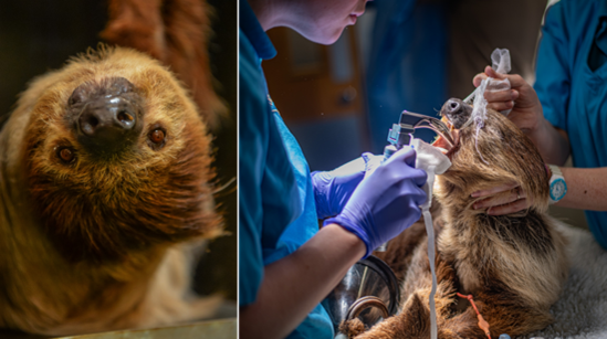 Sloth has 'pioneering' surgery to cure toothache