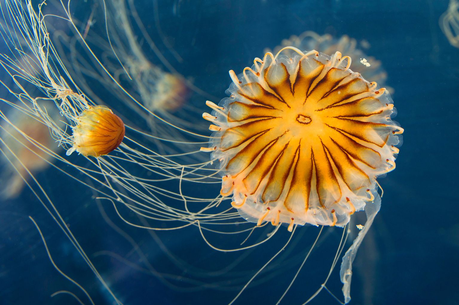 We need your help to help map South West jellyfish numbers | News ...