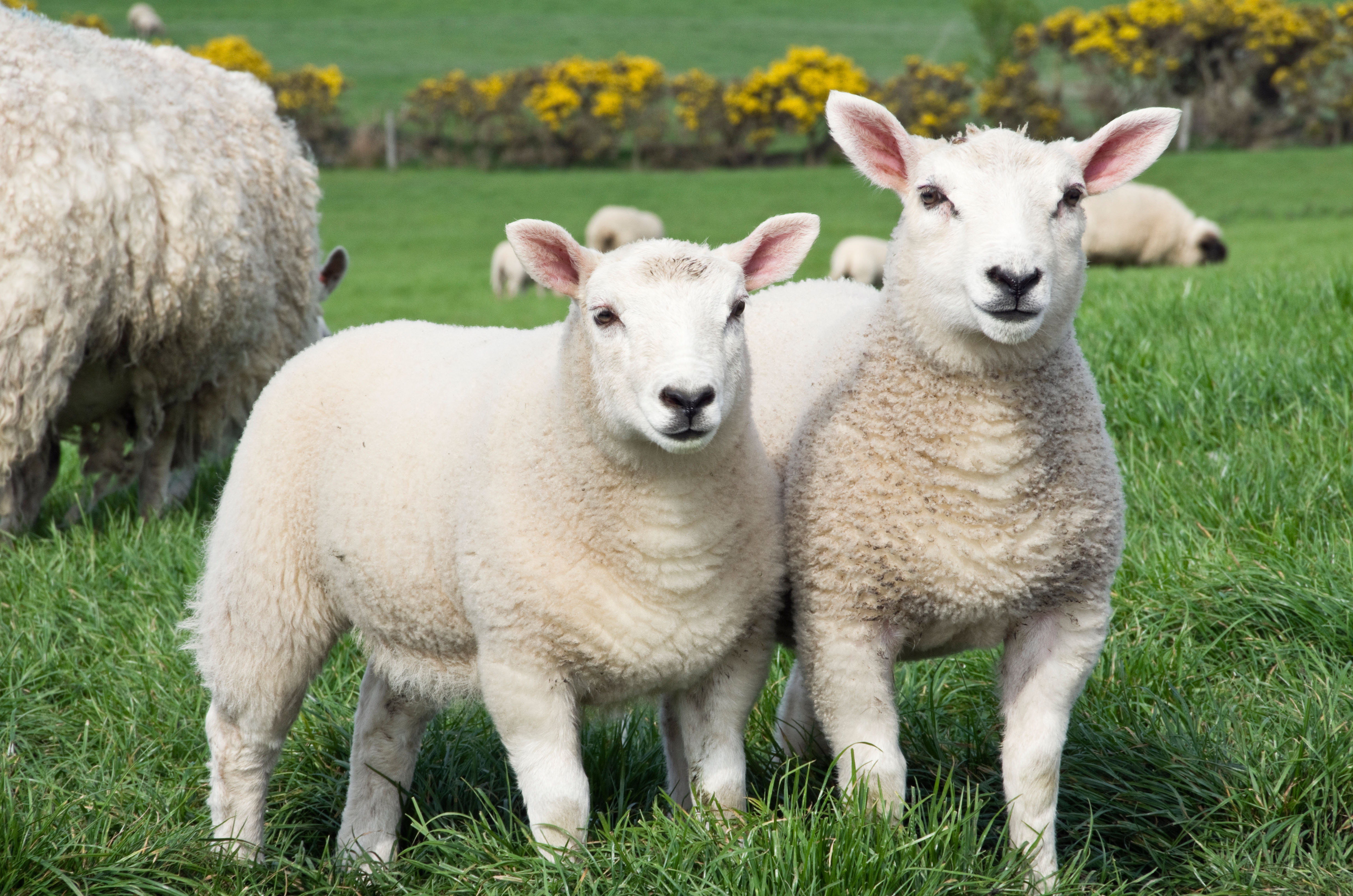 West Country farmers fear a rise in dog attacks on sheep this Easter