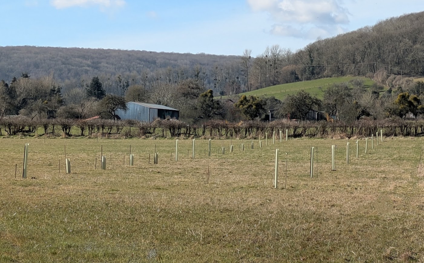 Number of 'iconic' black poplar trees planted in Herefordshire in bid ...