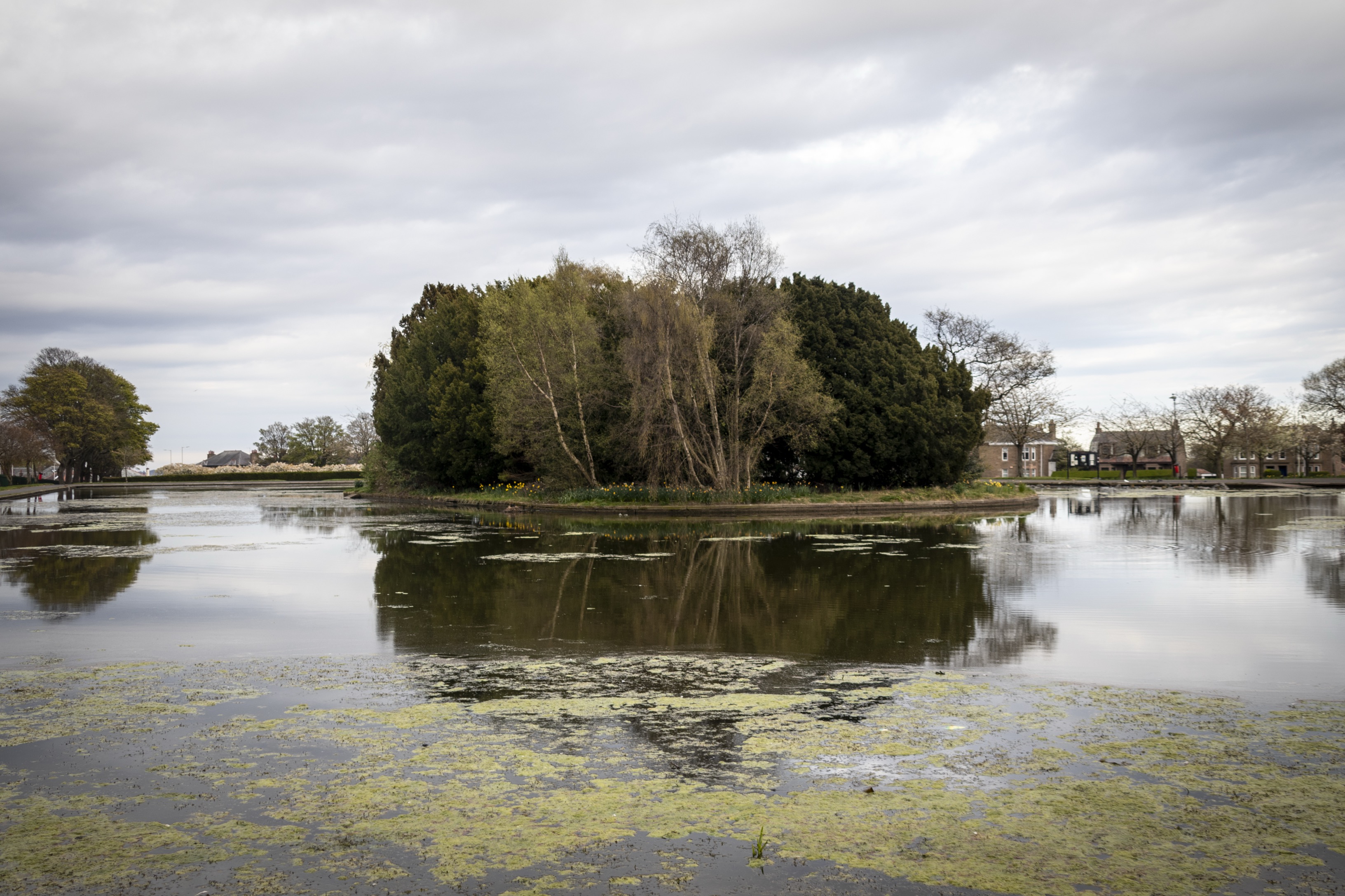Blue-green algae warning at Dundee pond | News - Tay FM