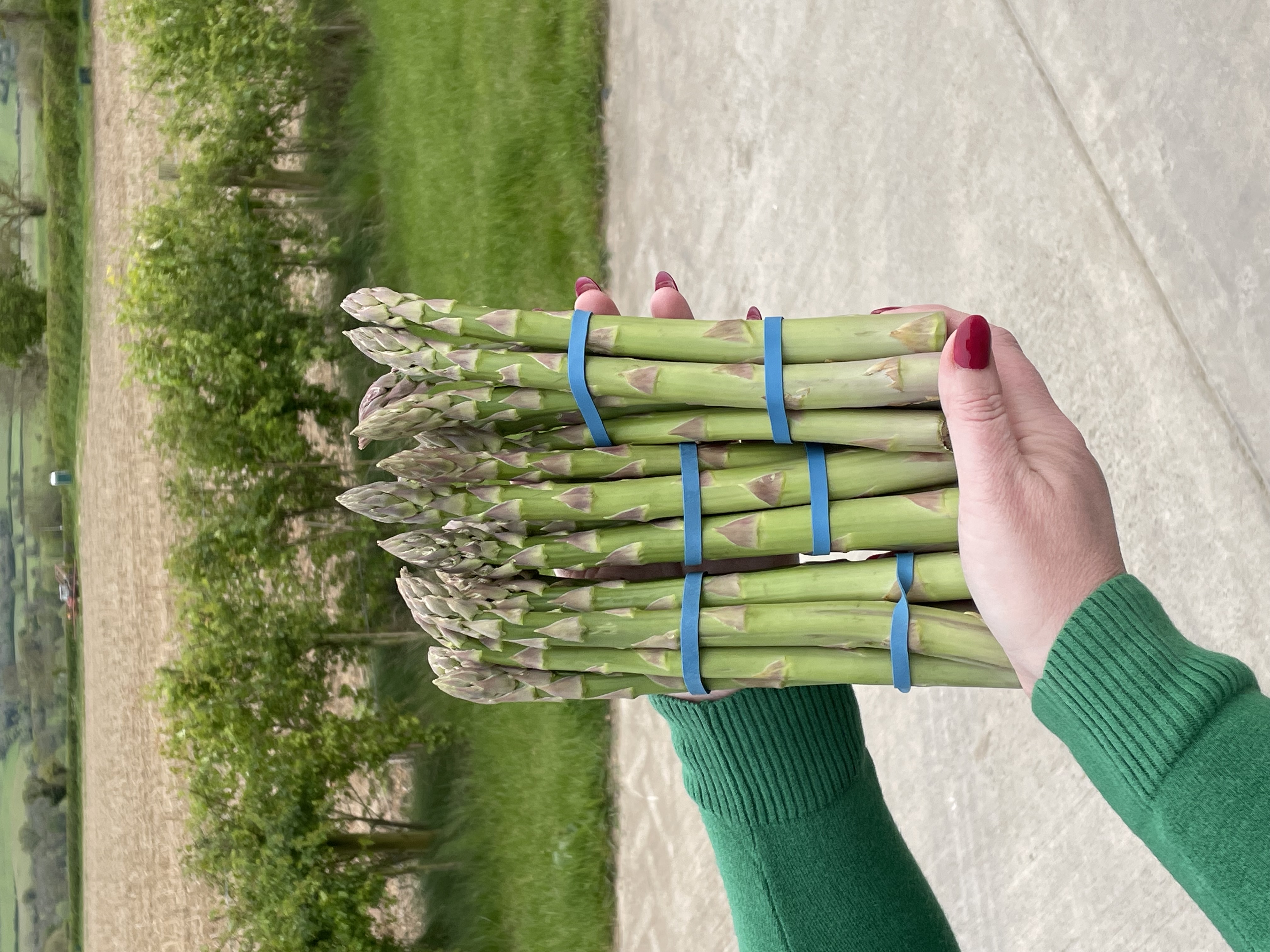 British Asparagus Festival gets underway for another year in Worcestershire