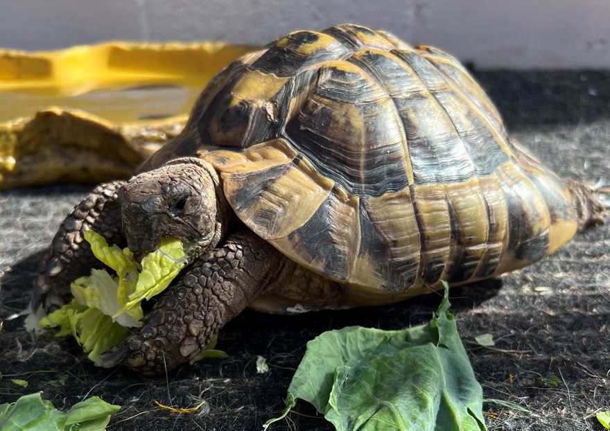 Tortoise missing for nine months found near home in Cumbria
