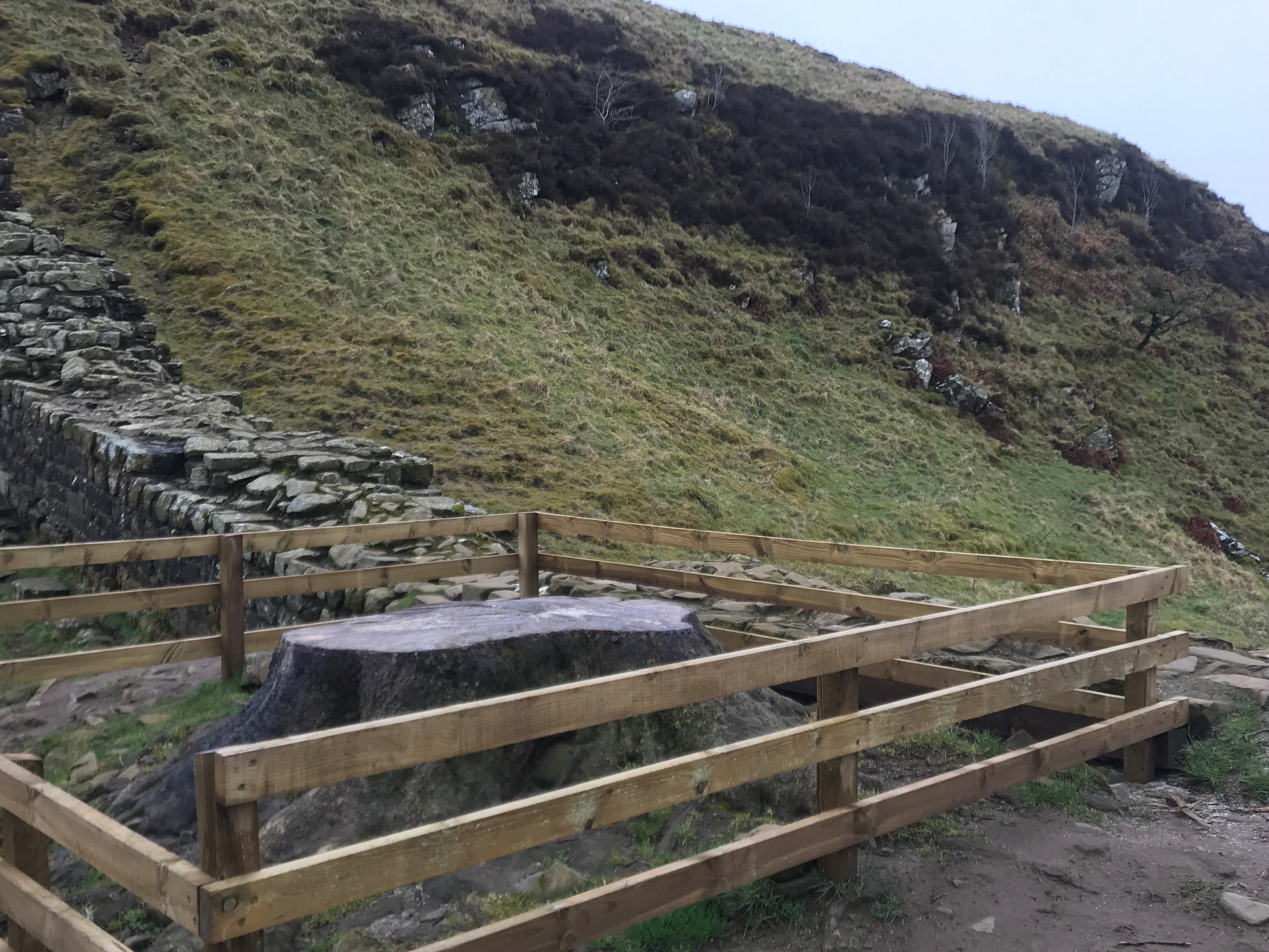 Two men filmed the felling of Sycamore Gap tree on a phone