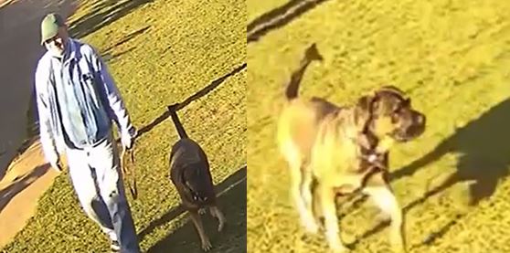 Police release new images after 'mastiff-type dog' attacks woman and ...