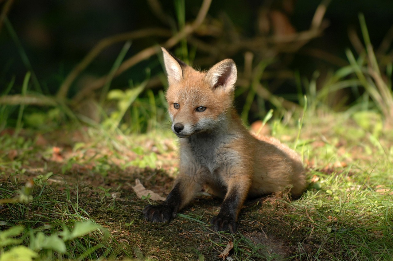 Pair of dead fox cubs found hanging from A30 road sign | Cornwall News