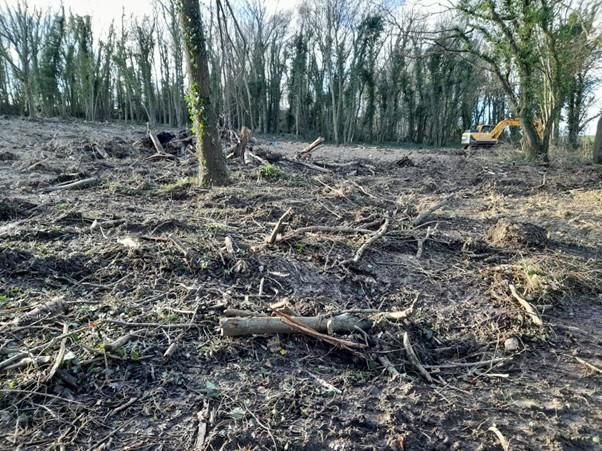 Tree vandals slammed: Council demands woodland replanted after illegal ...