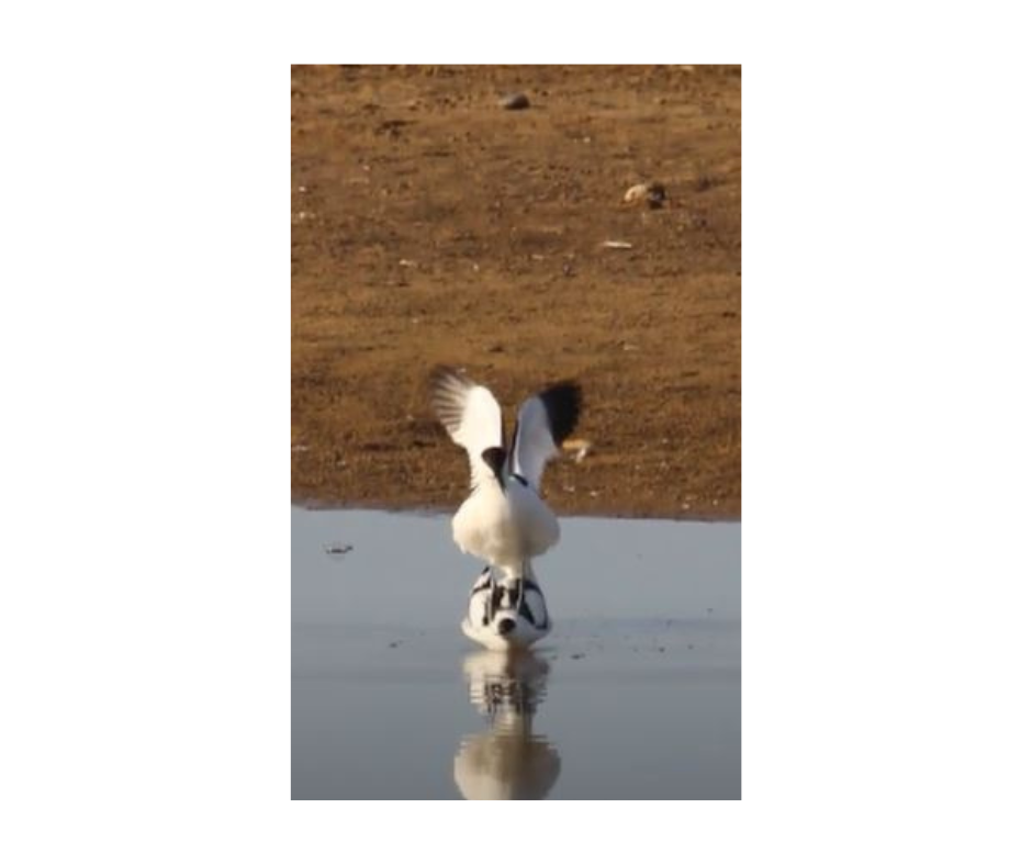 Rare bird 'mating ritual' captured on film on Suffolk beach