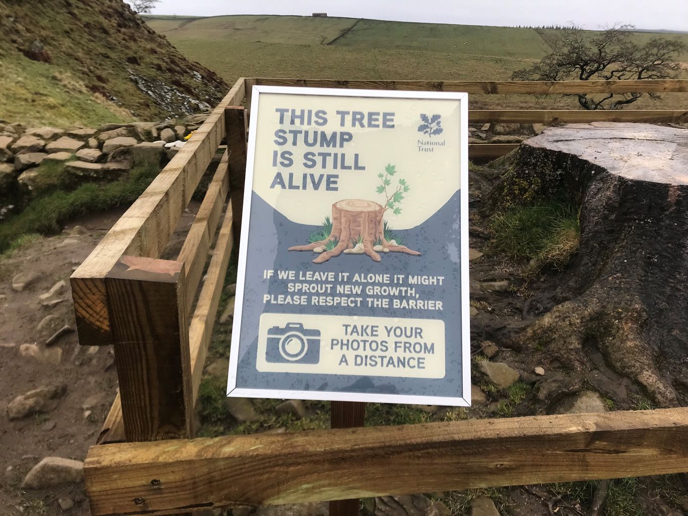 Jury told accused thought the tree would be a "good trophy"