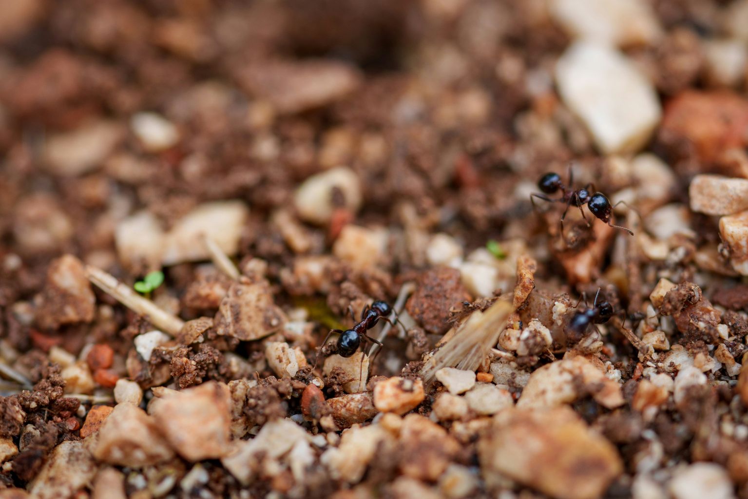 Microplastics could enter our food via insects - Sussex researchers find