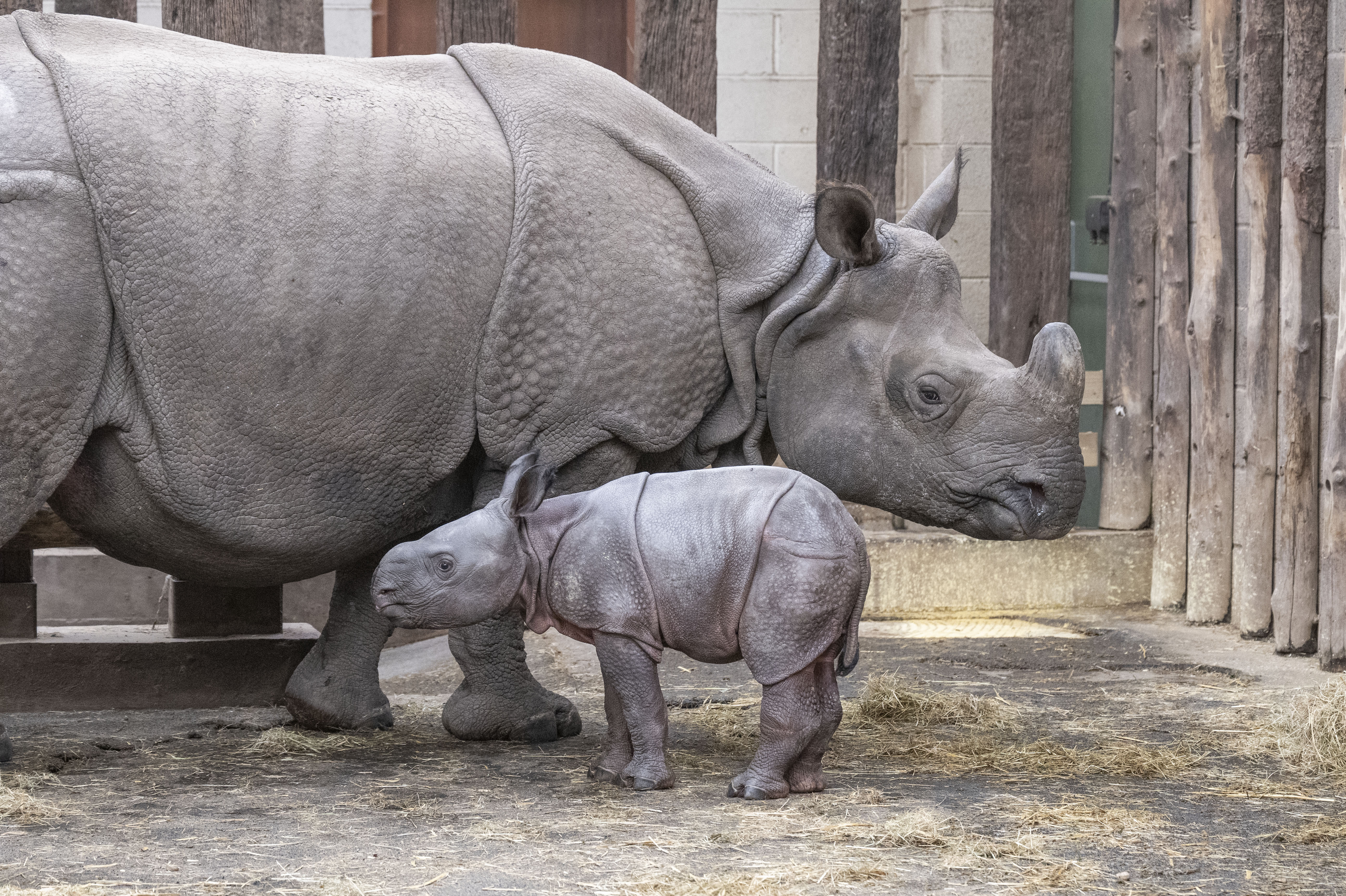 Rare Indian rhino welcomed into the world at West Mids Safari Park