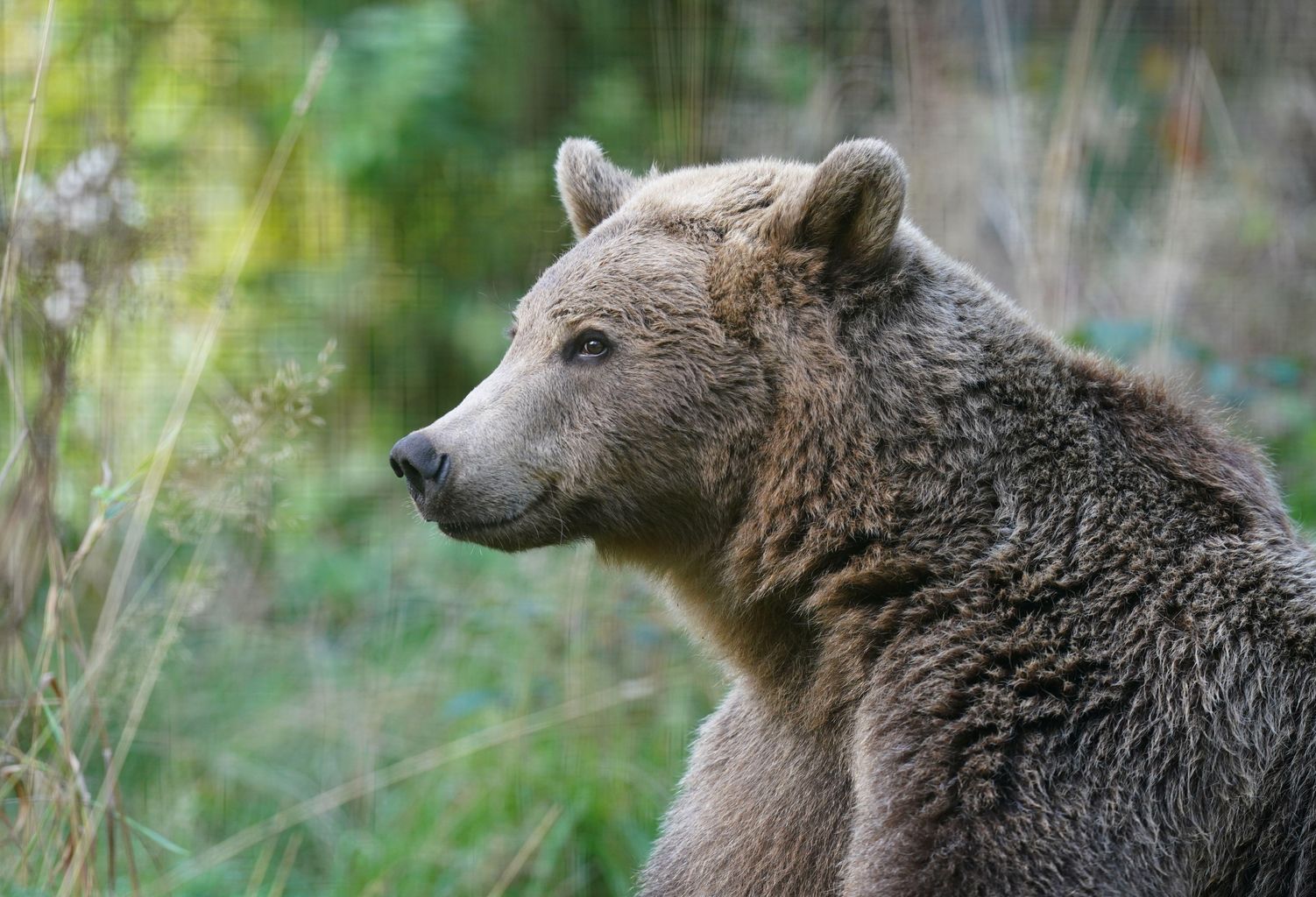 Boki the bear reunited with playmates after life-saving surgery