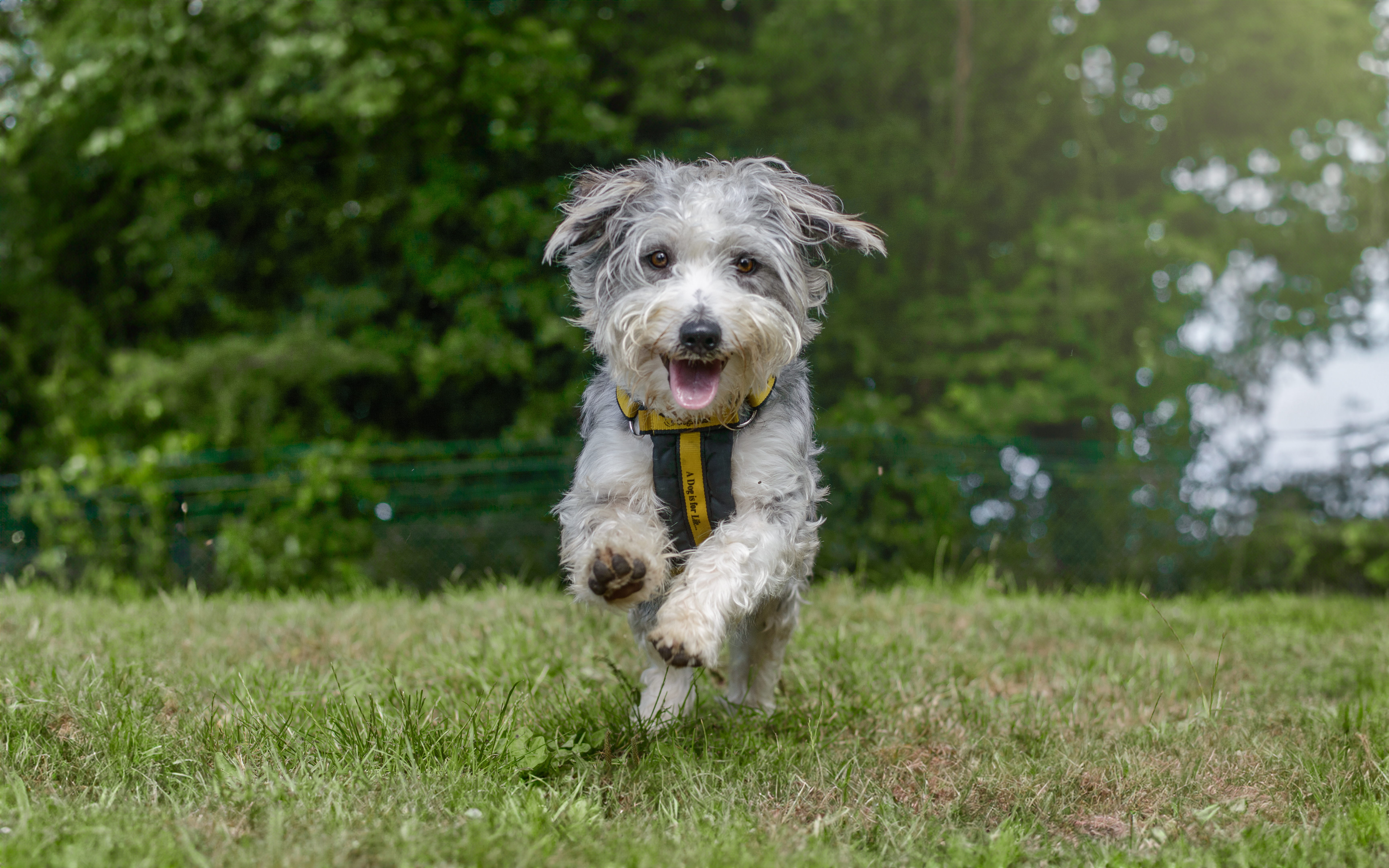 Read the results of the biggest ever dog survey by The Dogs Trust