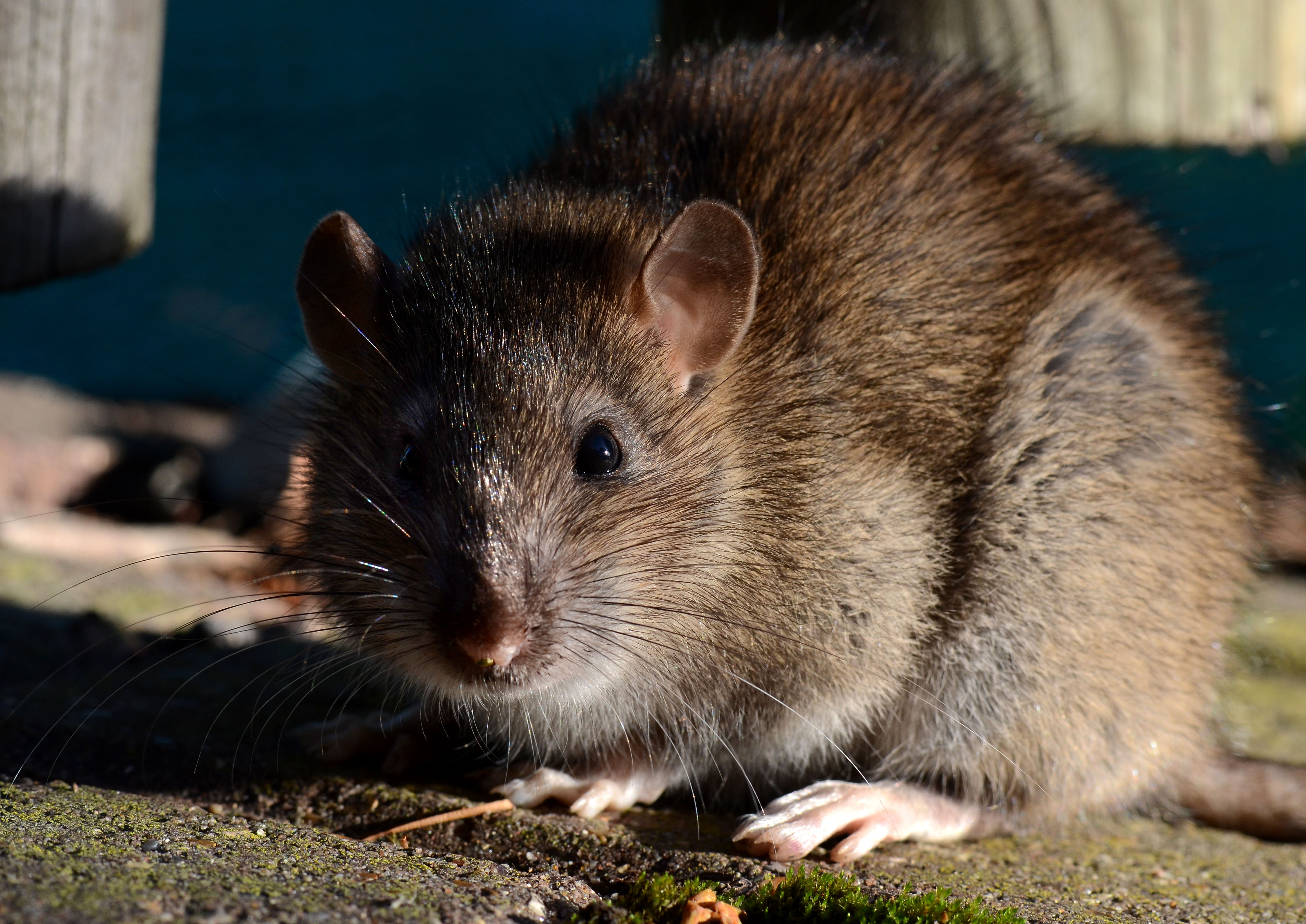 Investigation underway after dozens of rats spotted near Londonderry ...