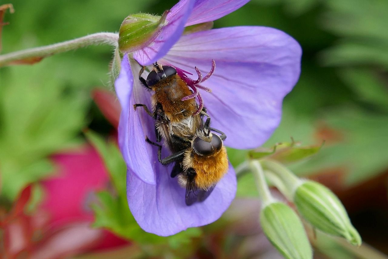 Bees facing new threats says University of Reading expert