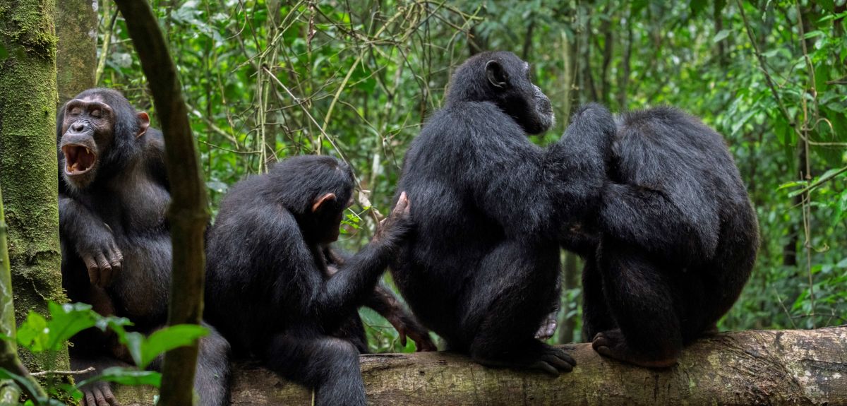 Oxford study finds chimpanzees help each other with first aid | News ...