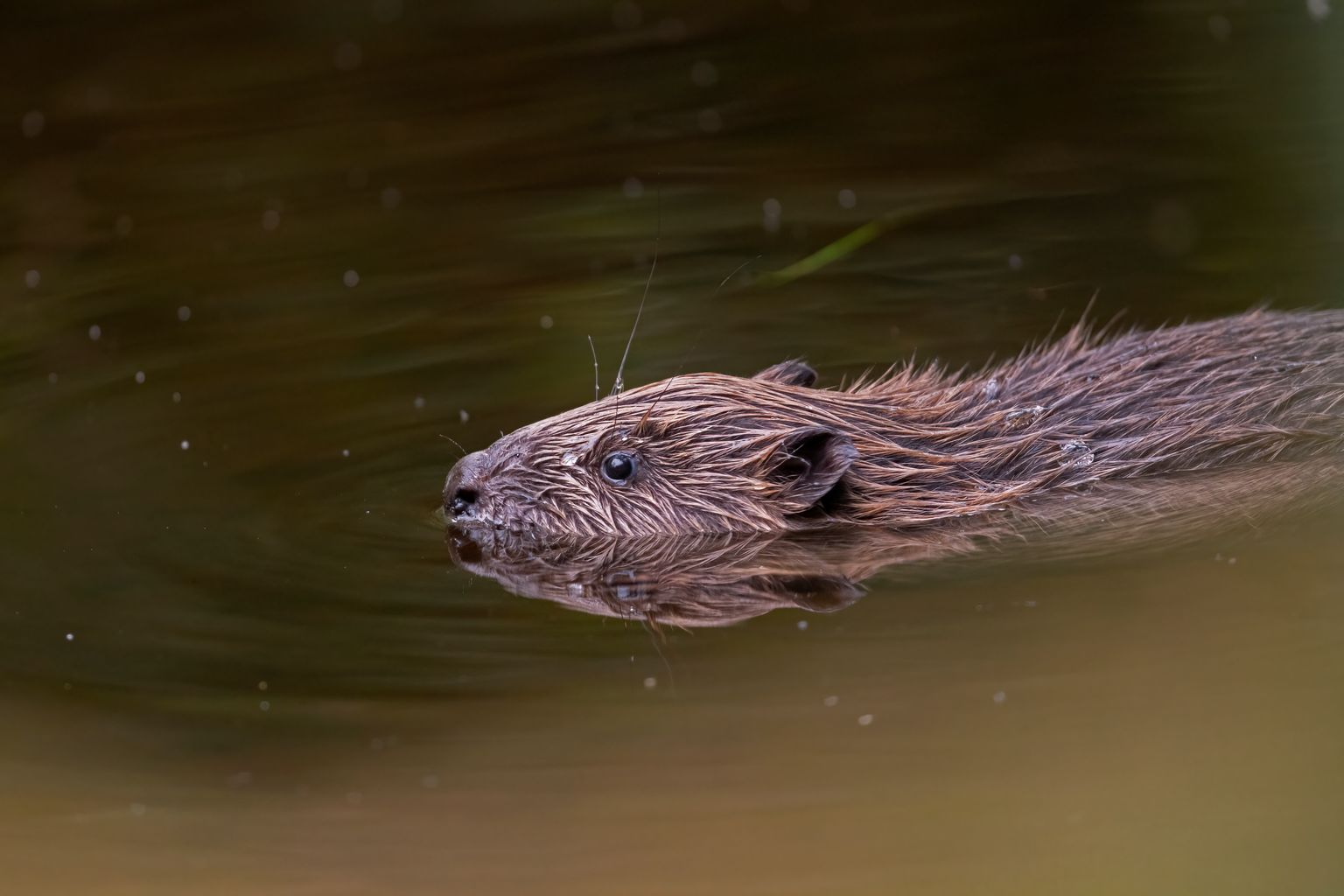 Cornwall Wildlife Trust launch appeal to return beavers to the wild
