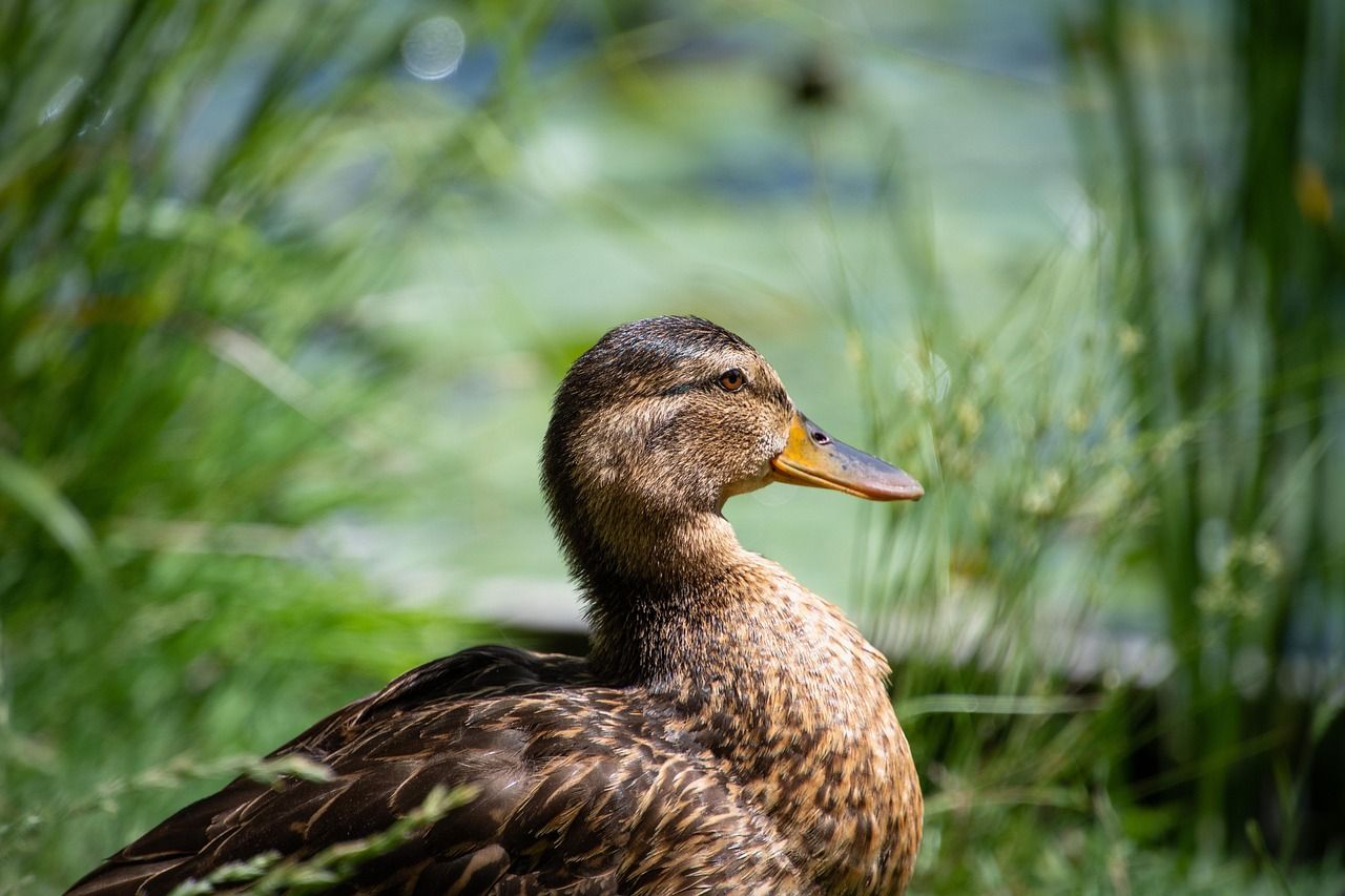 Ducks targeted with catapults on Basingstoke Canal