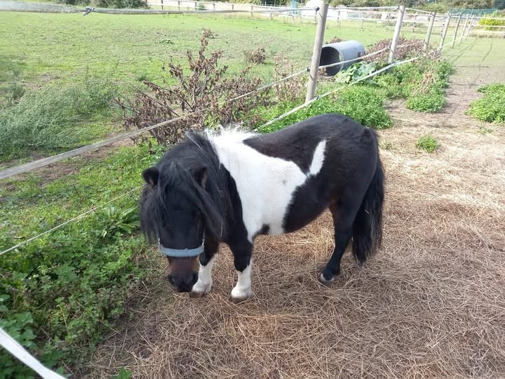 Miniature pony stolen from stables in Soham