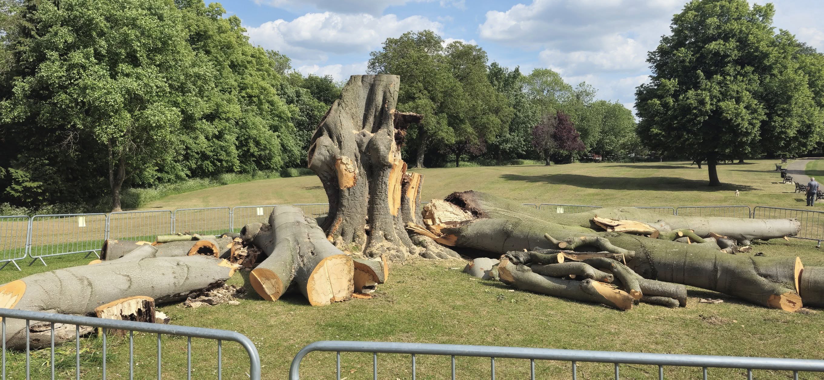 Locals 'distraught' to see beech tree in front of Rushden Hall felled ...