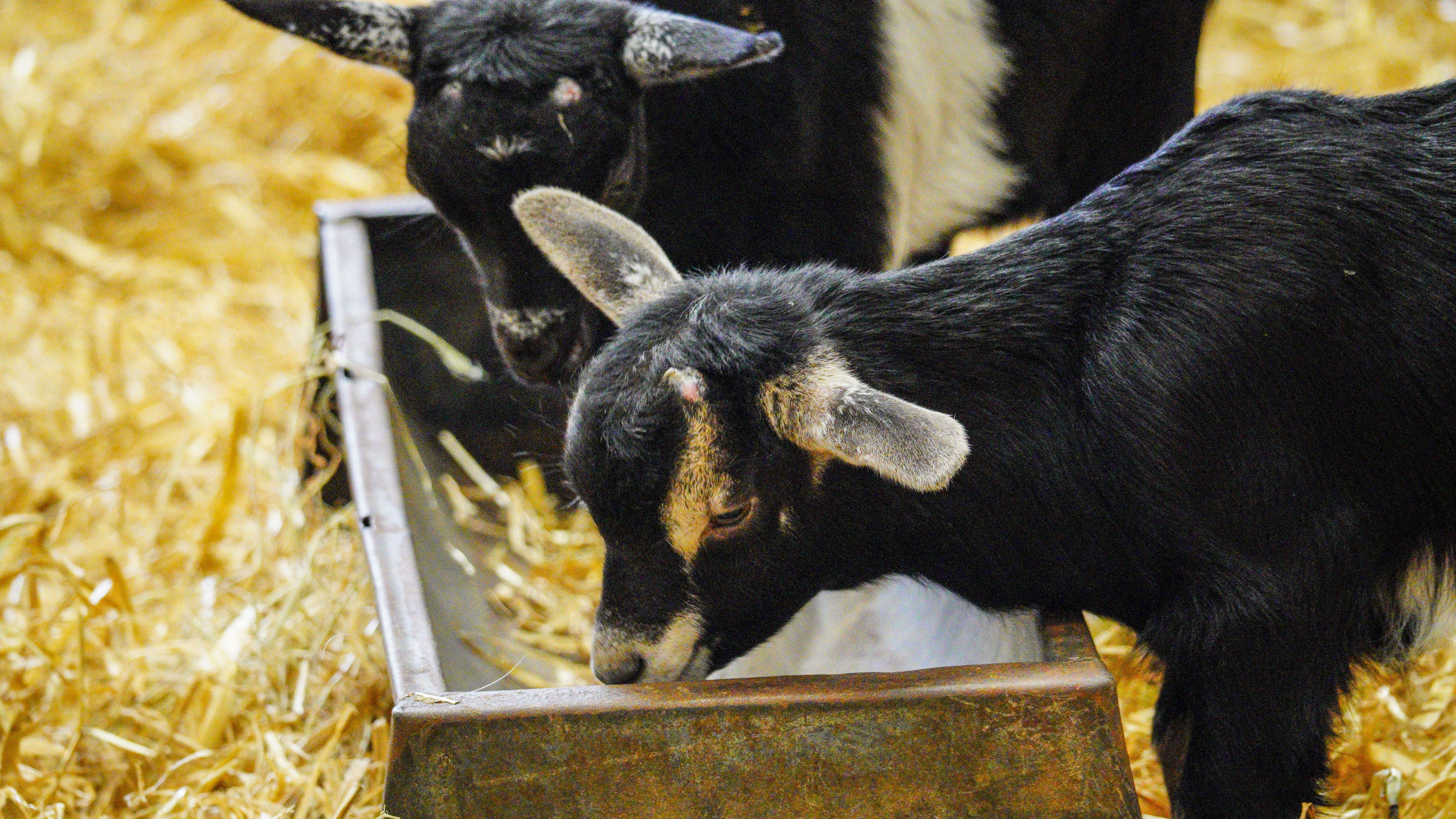 Farm visitors urged to think about hygiene as Cowbridge farm outbreak ...
