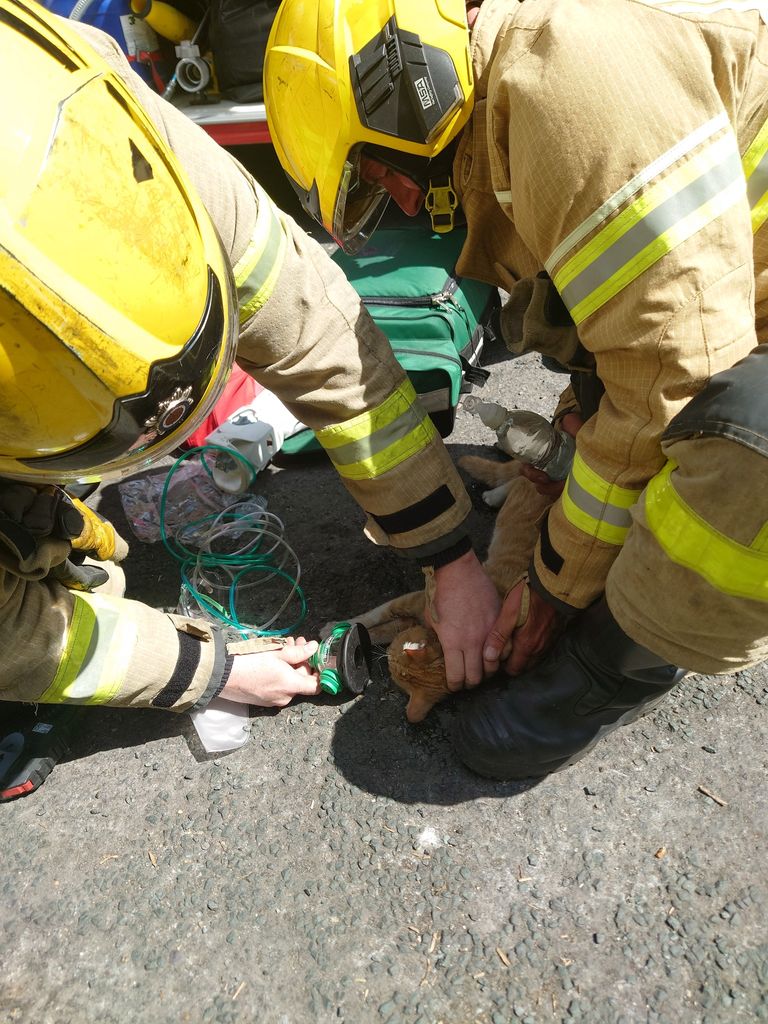 Unconscious cat saved with oxygen mask after being found in Lancashire