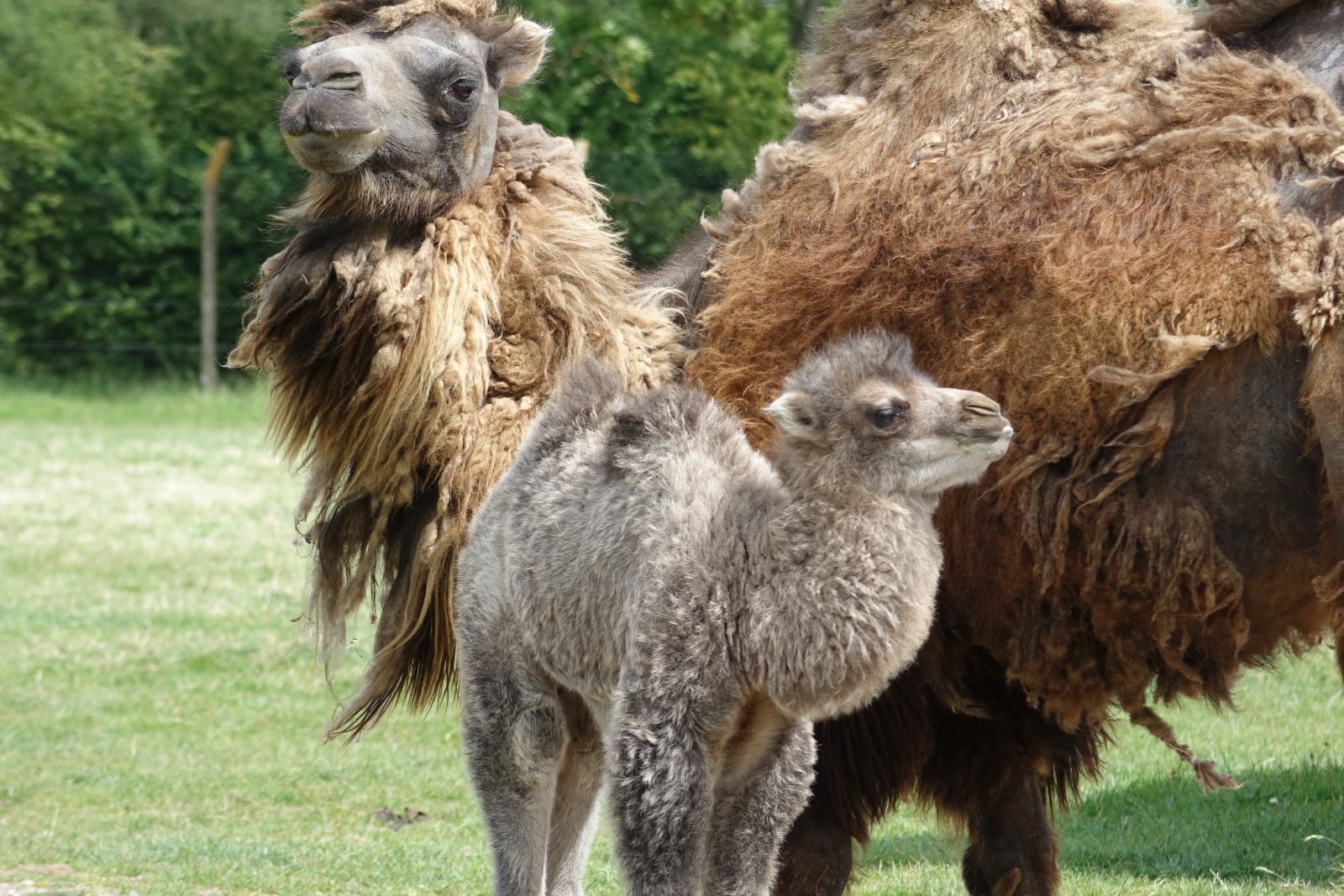 Bactrian camel calf born at Whipsnade Zoo