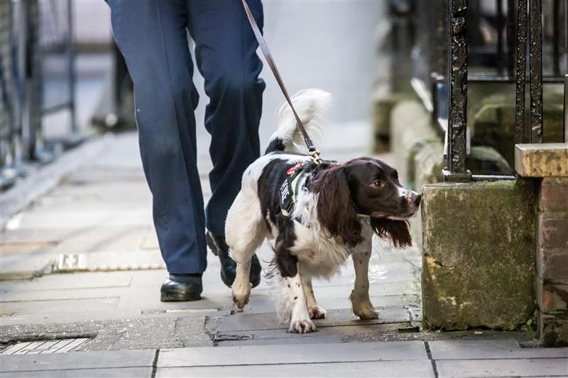 A Kent ex-police dog handler calls for pensions for retired dogs | News ...