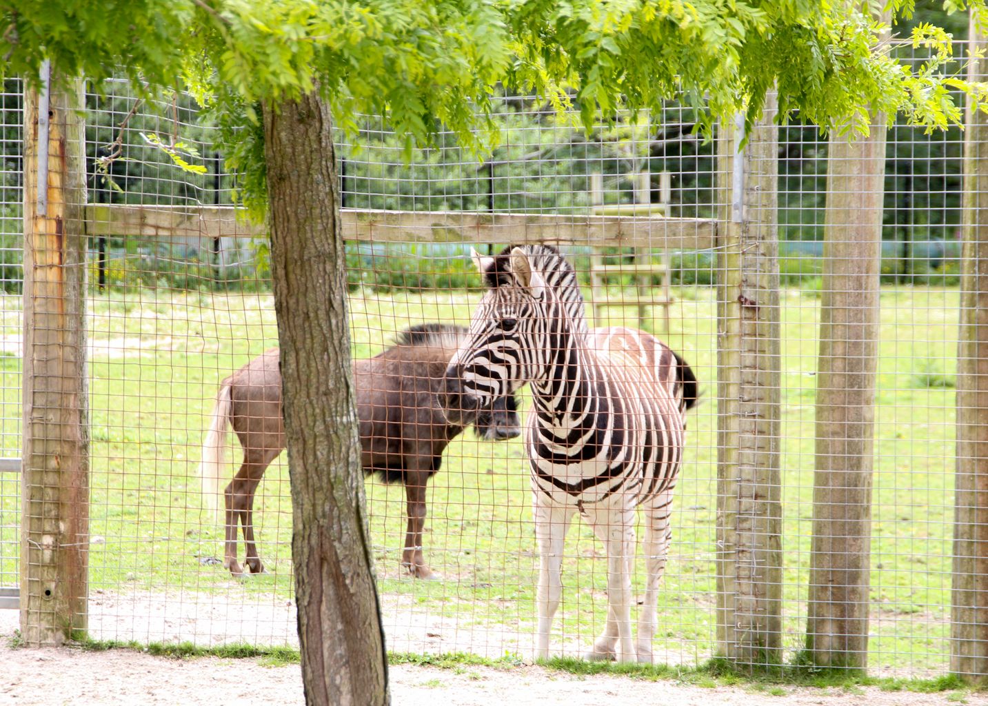 Newquay Zoo welcomes new arrival from Devon