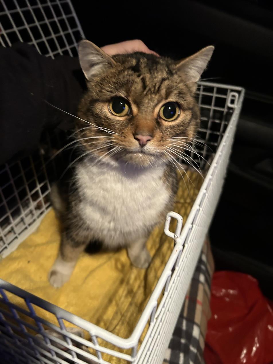 Spot the cat reunited with Aberdeen owners after two years | News ...