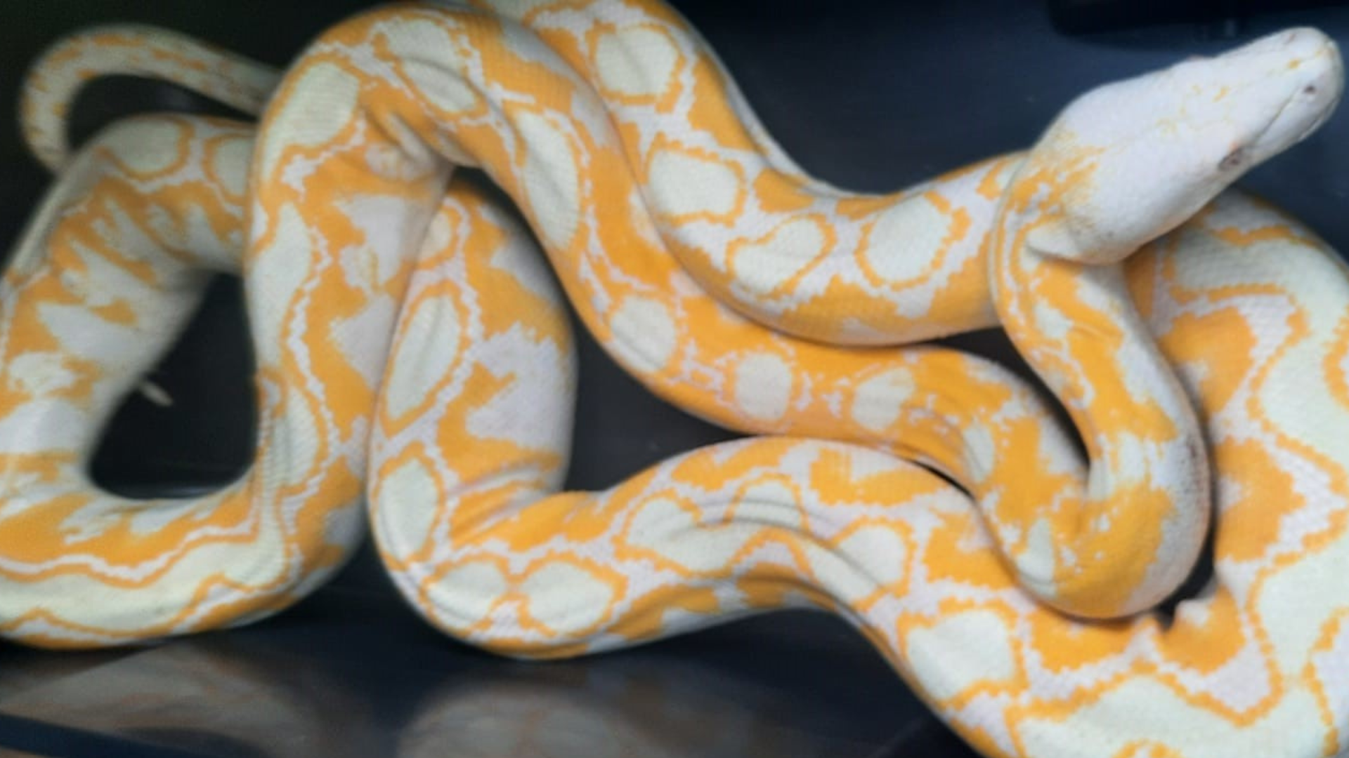 Exotic snakes captured in North Lincolnshire but one still out in wild