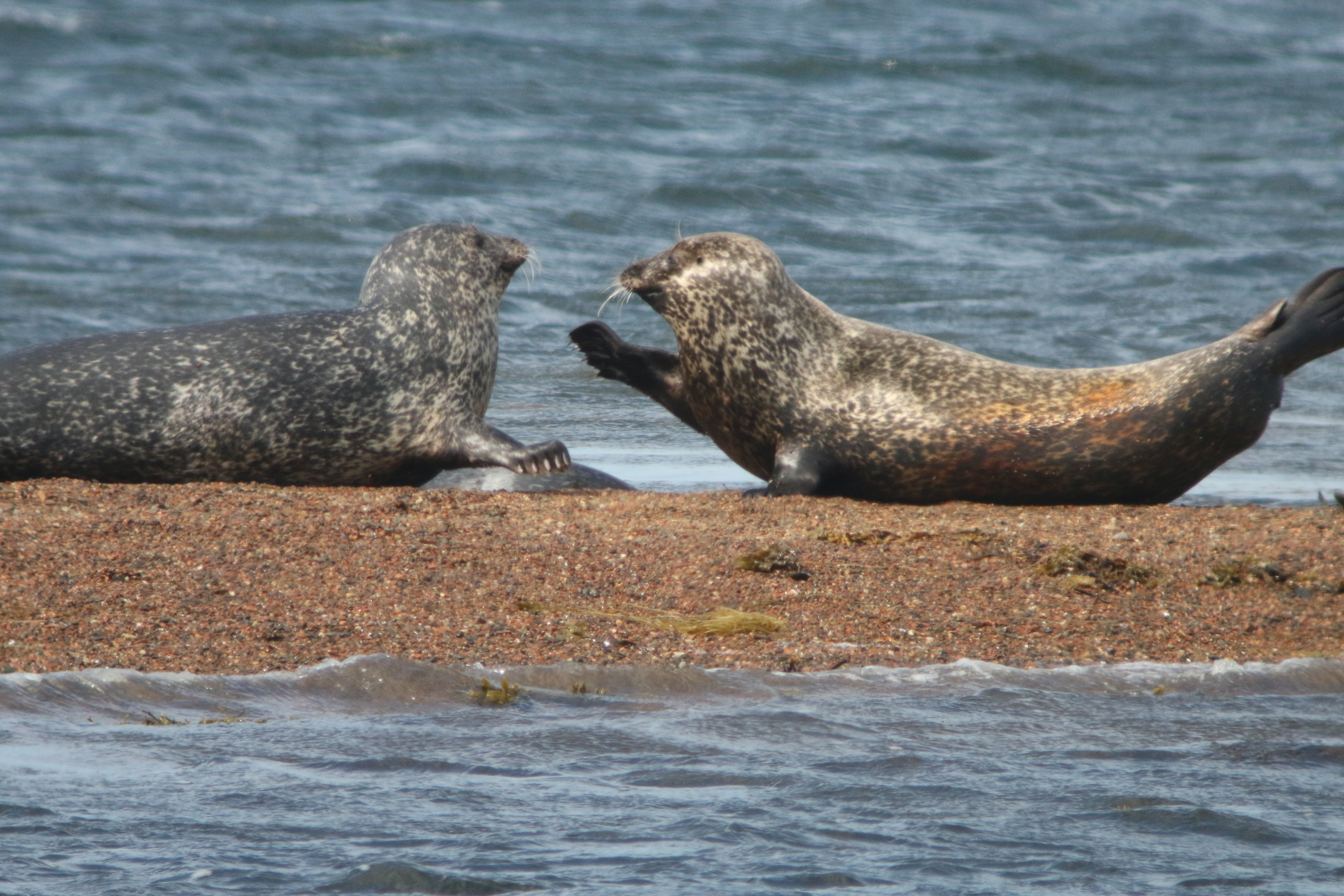 Number of harbour seals on west coast of Scotland drops by 20%