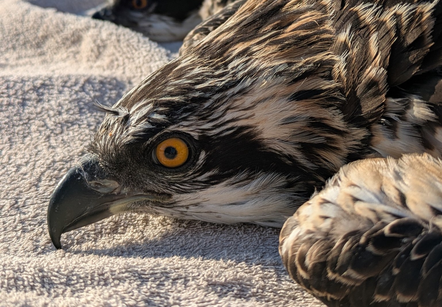 Rutland Osprey project confirm there are two female and two male chicks ...