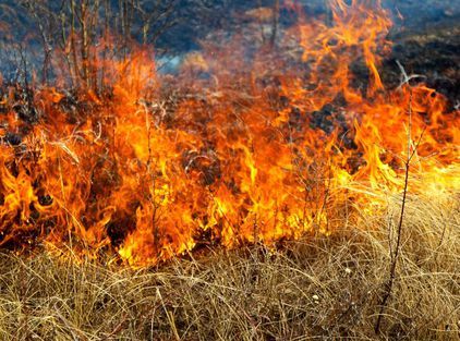 Essex fire and rescue: "It only takes an ember to start a wildfire"
